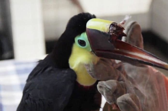 Fund a prosthesis for an injured toucan bird | Indiegogo