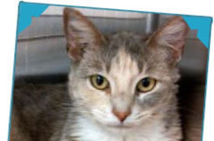 Joy Pets - Feed 250,000 Rescued Animals | Indiegogo