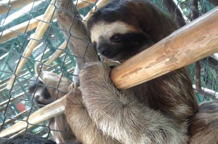 Save Our Sloths | Indiegogo