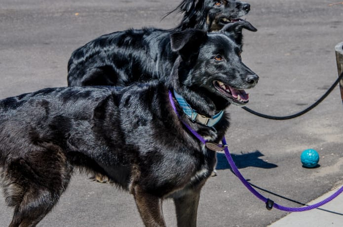 Unleashed Hounds and Hops | Indiegogo