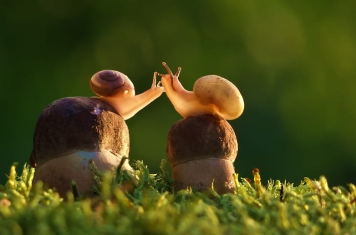 A Magical World Of Insects Photography Book | Indiegogo