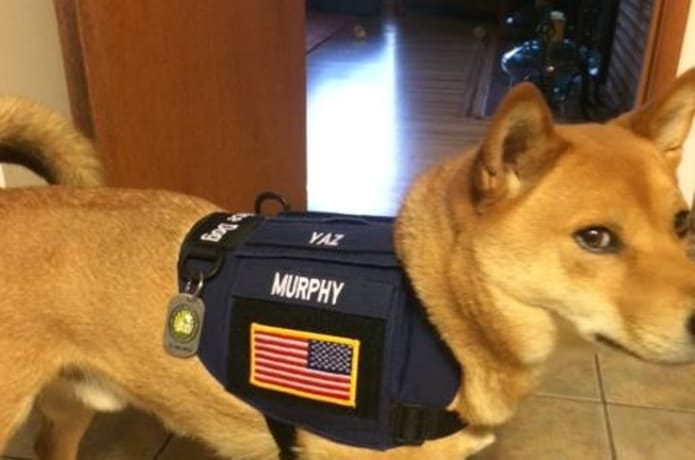 Dog Vests 4 Vets | Indiegogo