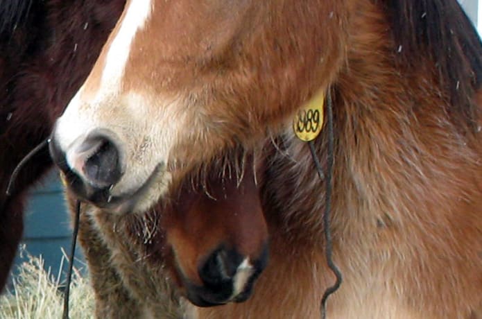 CAPTURING WILD HORSES | Indiegogo