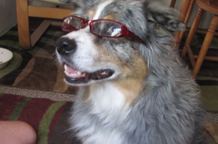 Dog Vests 4 Vets | Indiegogo