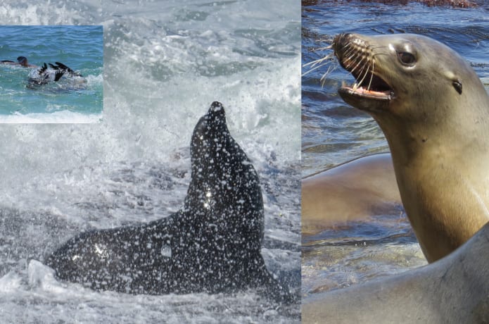 Ocean Wildlife: Sentinels of the Sea Documentary | Indiegogo