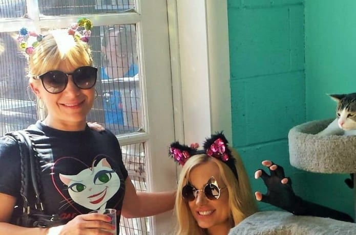 The Cat Club Rescue Center | Indiegogo