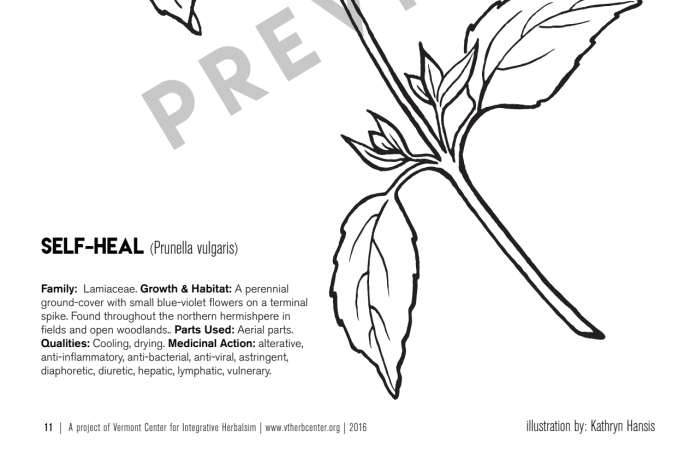 Medicinal Plants of the Northeast Coloring Book | Indiegogo