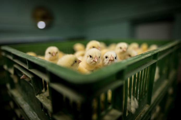 HIDDEN: Animals in the Anthropocene, by We Animals | Indiegogo