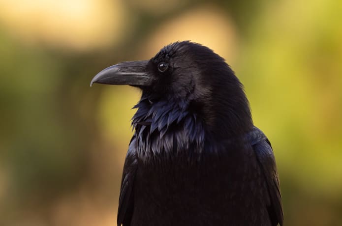 Understanding Ravens | Indiegogo