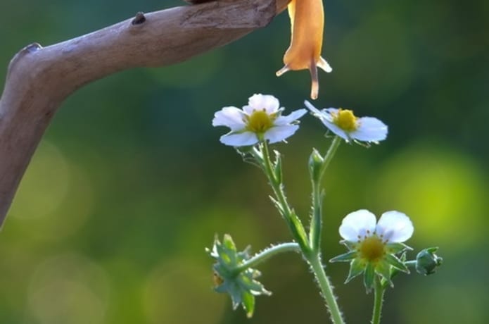 A Magical World Of Insects Photography Book | Indiegogo
