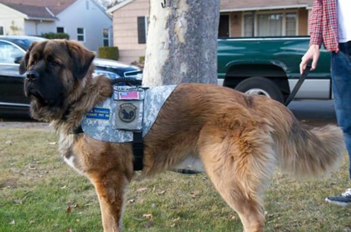 Dog Vests 4 Vets | Indiegogo