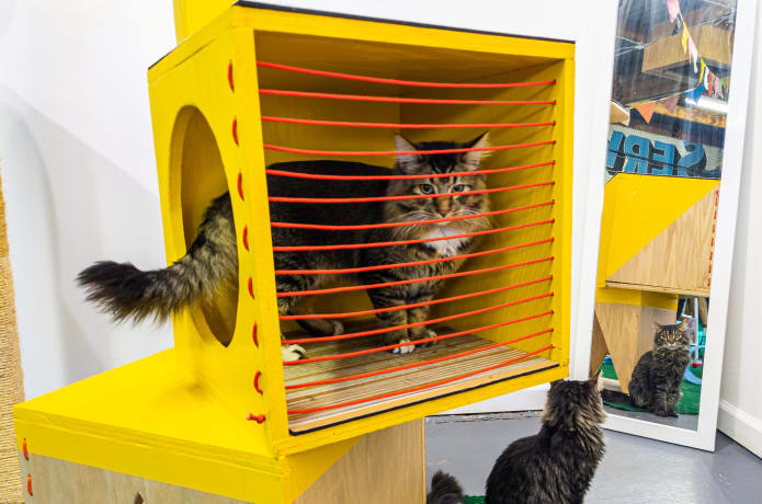 The Radical Cat is Coming to Reno | Indiegogo