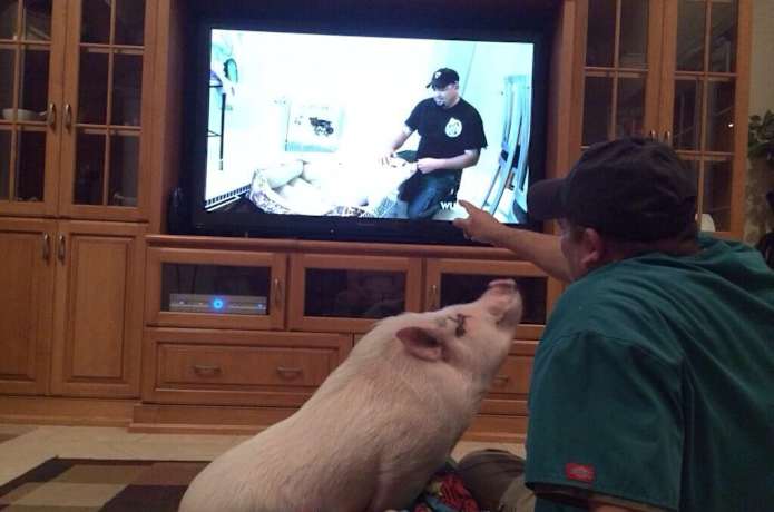 Chris P Bacon Saves Christmas | Indiegogo