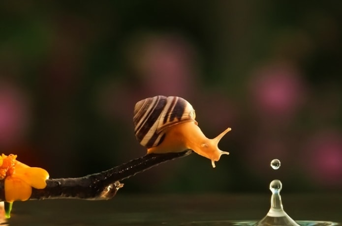 A Magical World Of Insects Photography Book | Indiegogo