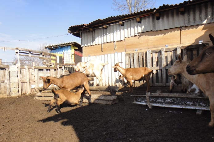 The Singing Goat Farm needs your help | Indiegogo