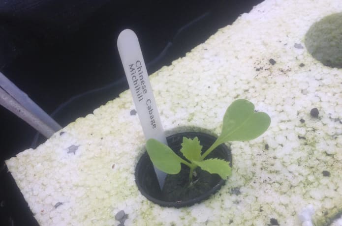 DuckPonics for Organic Vegtables and Fruit | Indiegogo