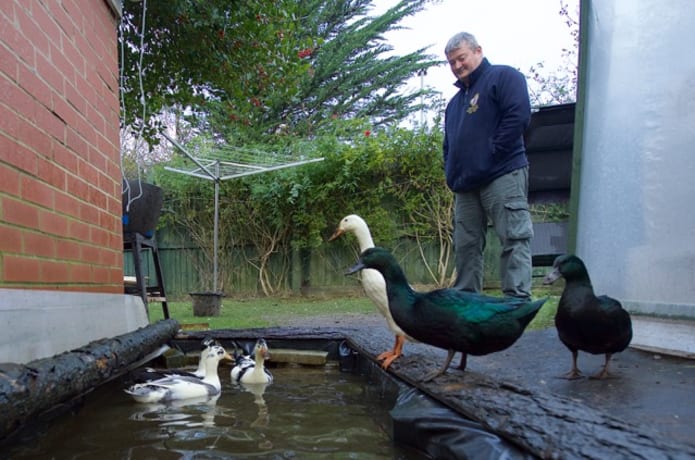 DuckPonics for Organic Vegtables and Fruit | Indiegogo