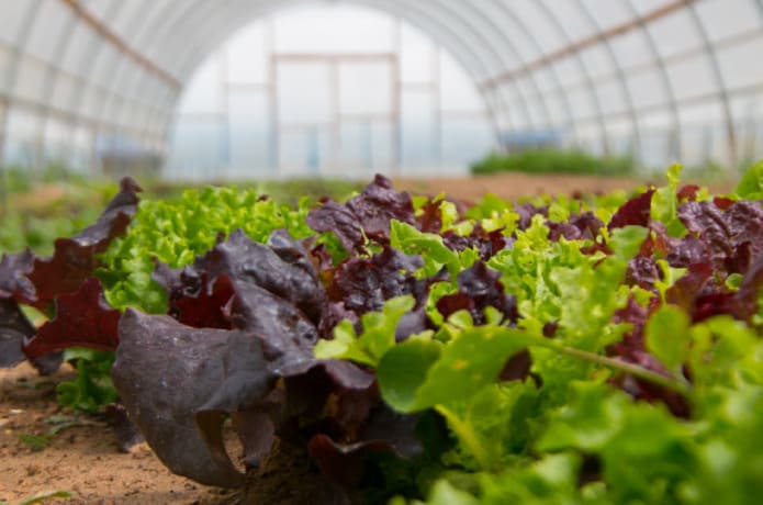 Blue Lizard Farm, Project Hoop House | Indiegogo