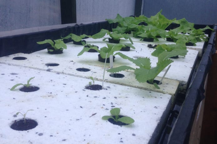 DuckPonics for Organic Vegtables and Fruit | Indiegogo