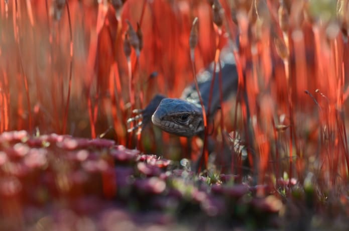 A Magical World Of Insects Photography Book | Indiegogo