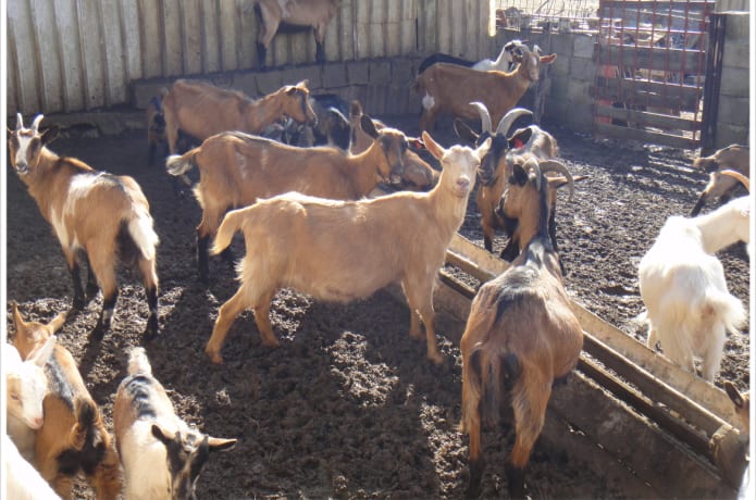 The Singing Goat Farm needs your help | Indiegogo