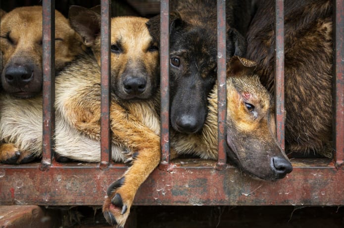 Gaegogi: A Korean Dog Meat Trade Documentary | Indiegogo