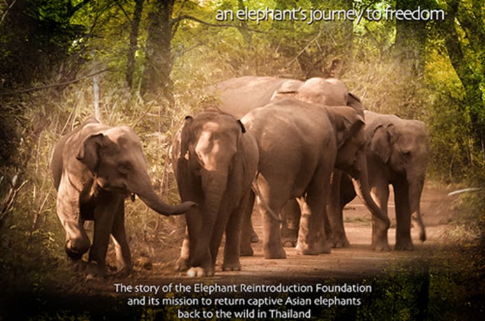 ElephantsNeverForget | Indiegogo
