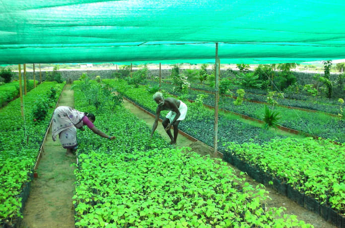 TreeSisters: Igniting a Reforestation Revolution | Indiegogo