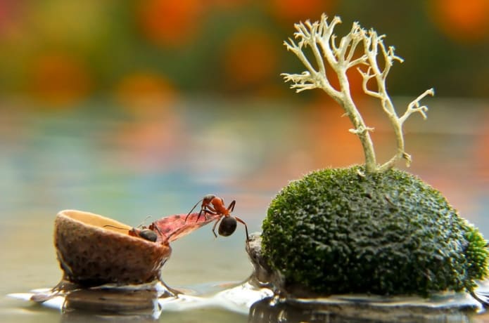 A Magical World Of Insects Photography Book | Indiegogo