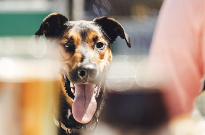 Unleashed Hounds and Hops | Indiegogo