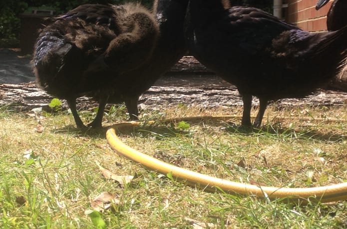DuckPonics for Organic Vegtables and Fruit | Indiegogo