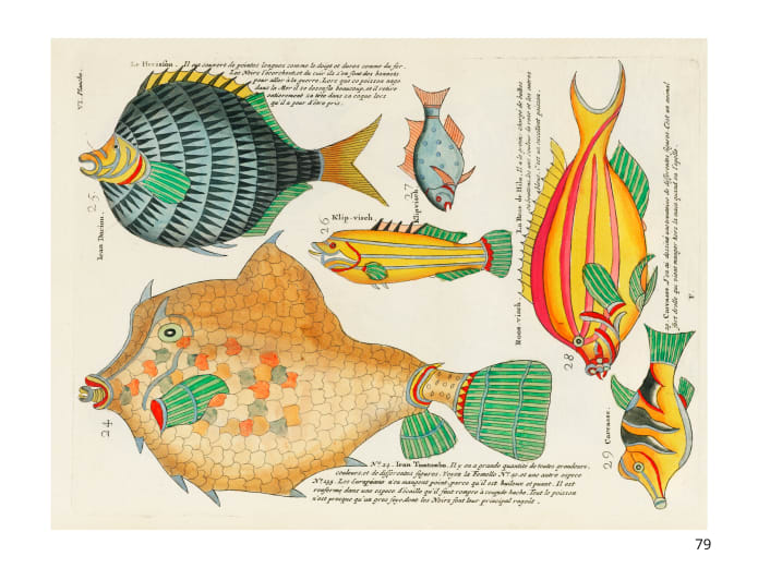 LOUIS RENARD'S FANTASTICAL FISH | Indiegogo